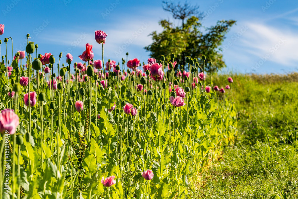 Papaver Somniferum Field