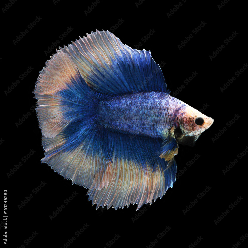 Doubletail Betta on black background. Beautiful fish. Swimming flutter ...
