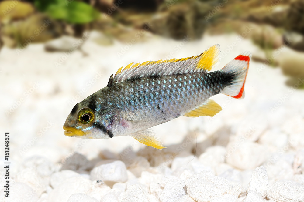 Dwarf Cichlid Blue Panda Apisto Apistogramma Pandurini aquarium fish ...