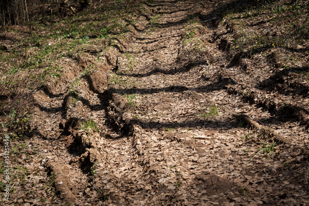 car rut on forest road Stock 写真 | Adobe Stock