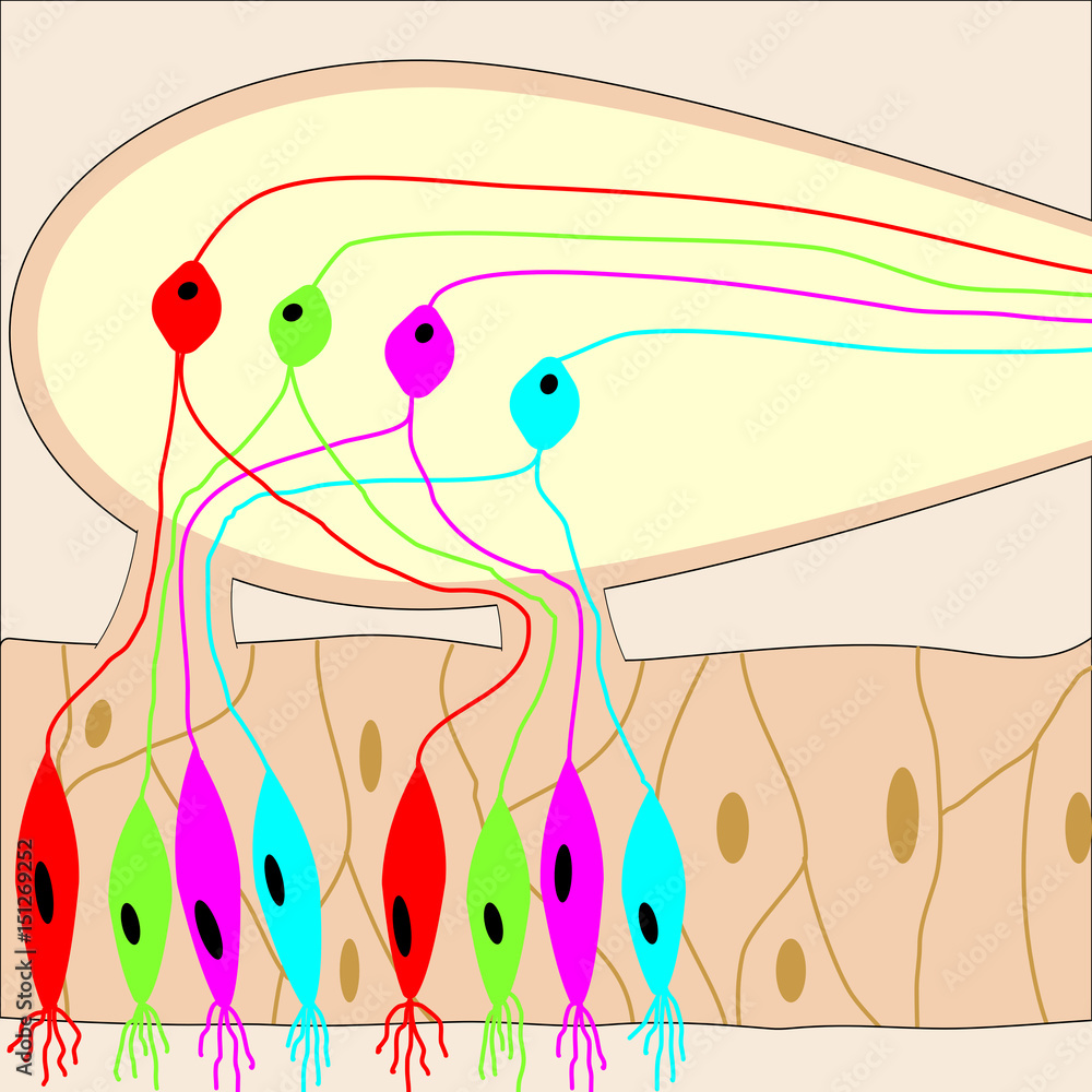 Human sense of smell system: olfactory bulb with mitral cells Stock ...