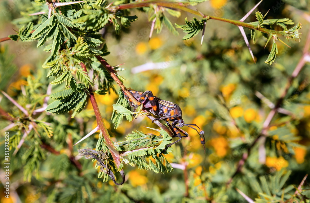 Deadly kissing bug Mexico. Blood sucker, infection is known as Chagas ...