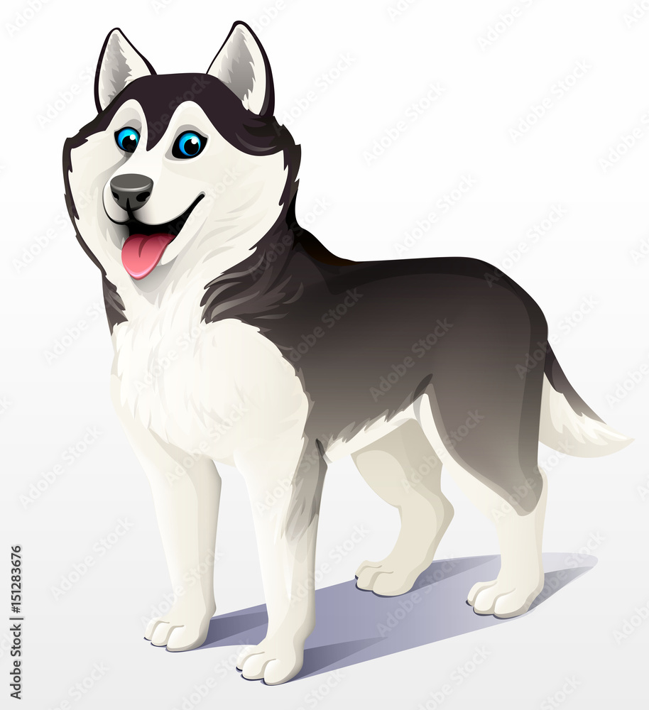 Husky Cartoon