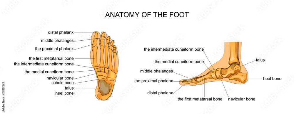 anatomy of a skeleton foot Stock Vector | Adobe Stock