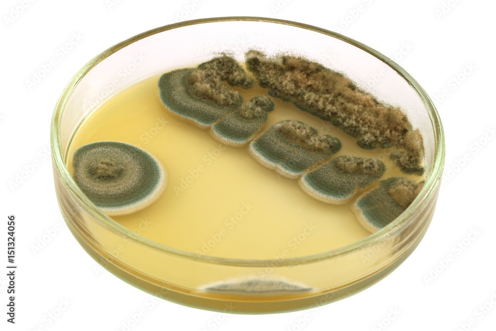 Penicillium Plate