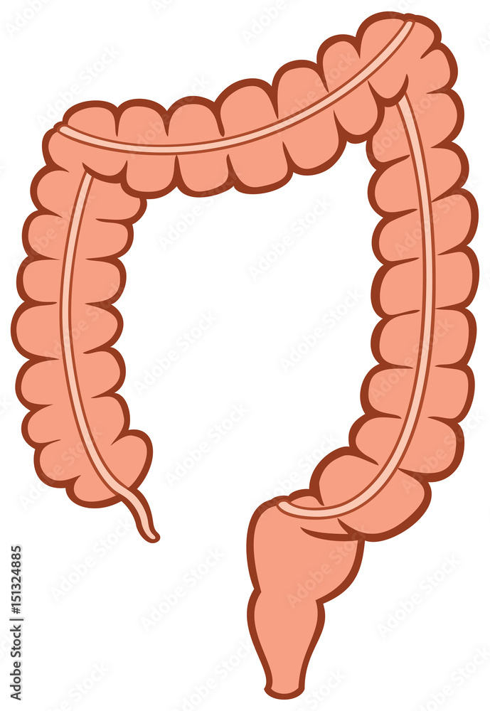 human large intestine vector illustration Stock Vector | Adobe Stock