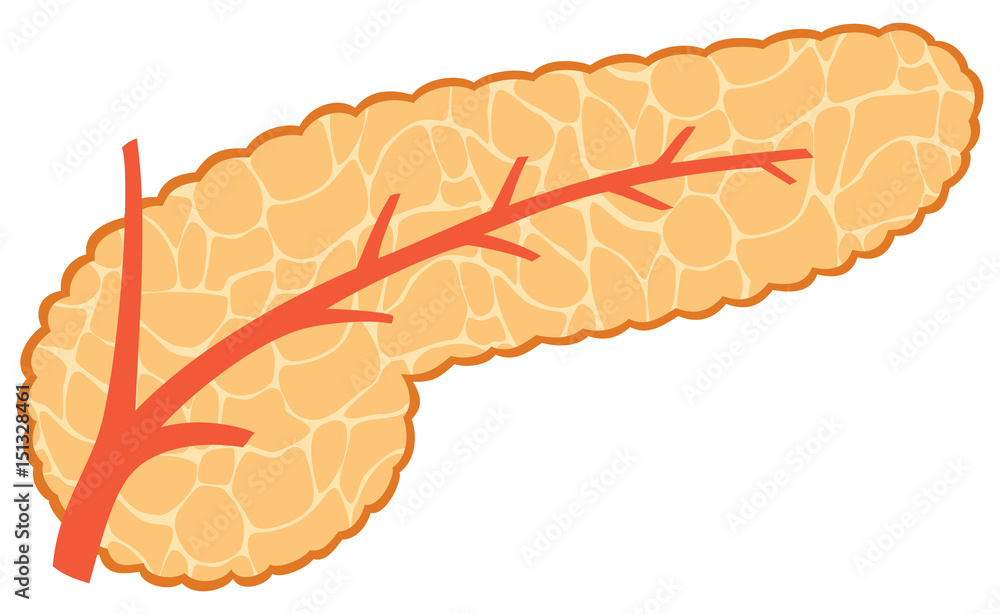 vector illustration of pancreas Stock Vector | Adobe Stock