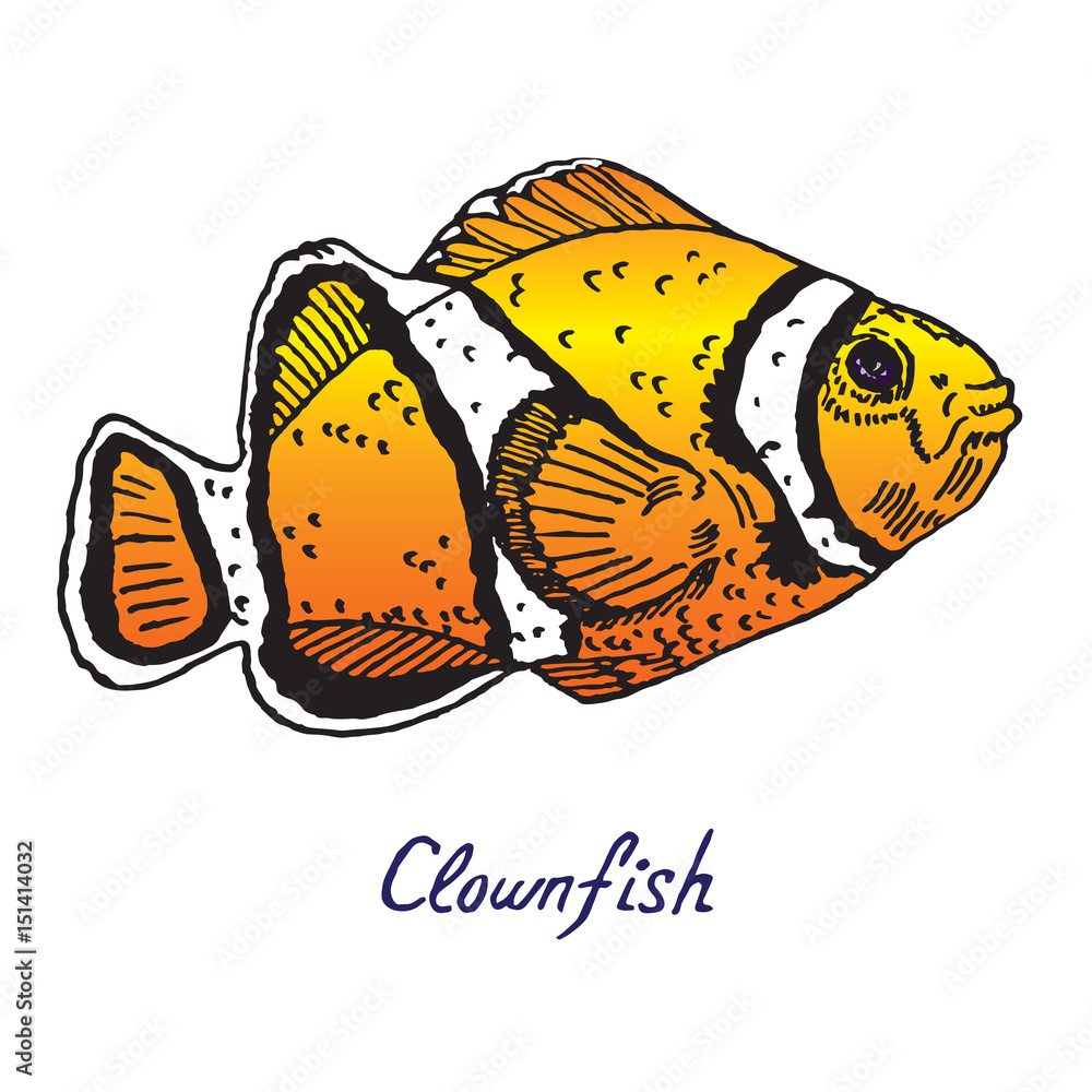 Anemonefish Drawing
