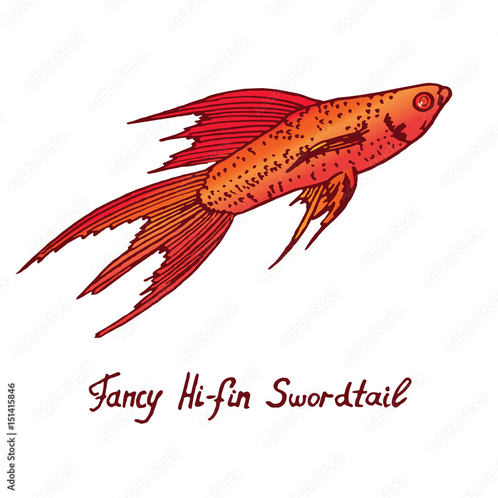 Fancy Hi-fin Swordtail (Xiphophorus hellerii, freshwate or brackish ...