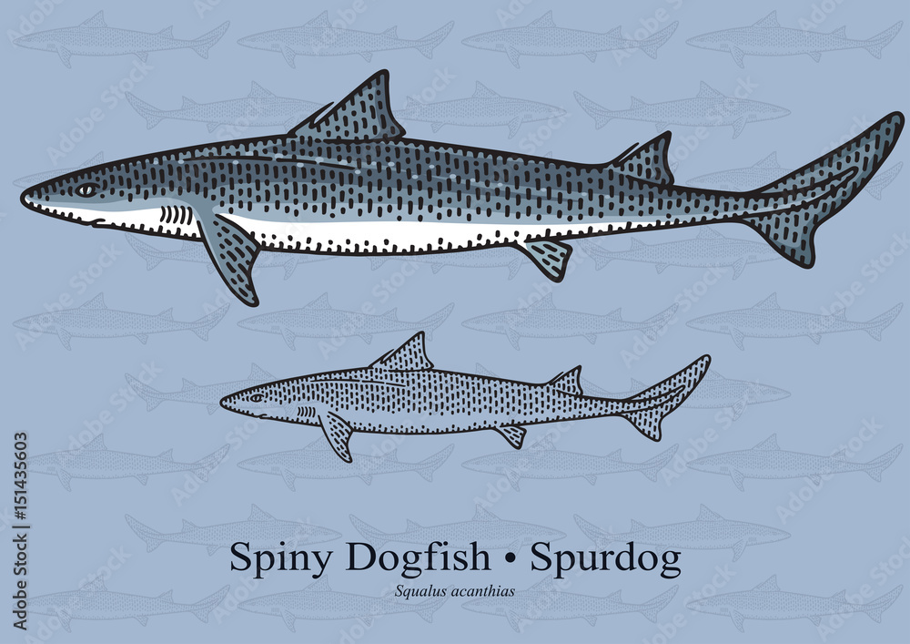 Spiny Dogfish, Spurdog, Black Sea Shark. Vector illustration for ...