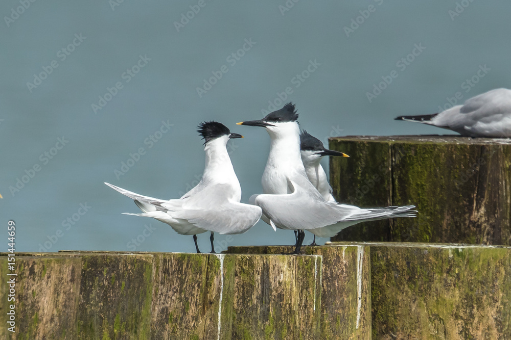 Seeschwalben an der ostsee Stock-Foto | Adobe Stock