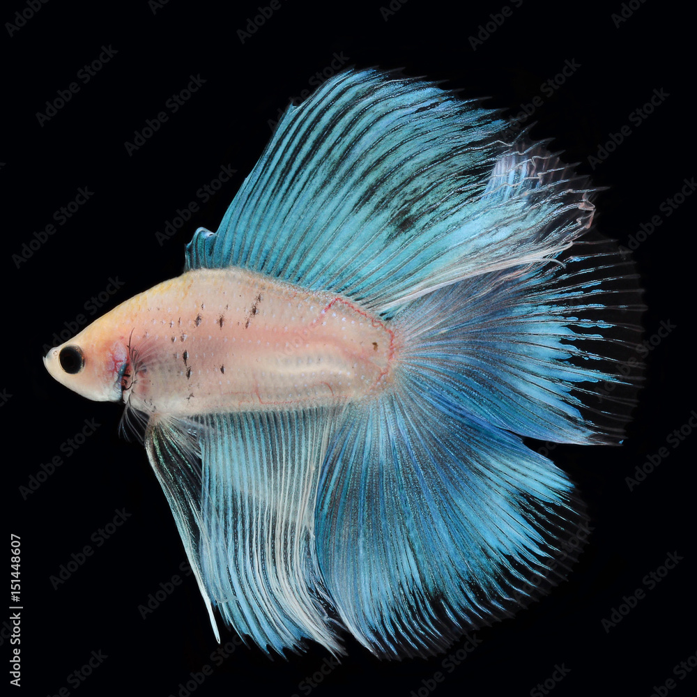 Doubletail Betta Female on black background. Beautiful fish. Swimming ...