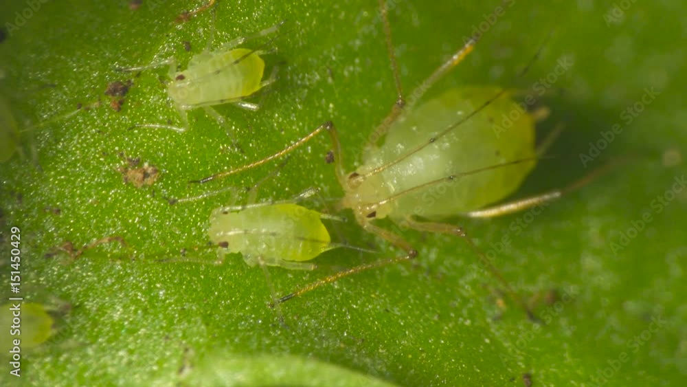 Green Camouflage Fly Larvae Aphids Insects Crawling on a Leaf, Detailed ...