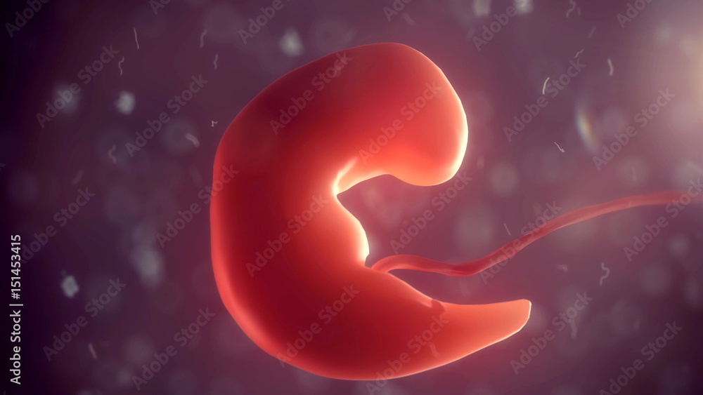 Human embryo inside body. 3d illustration Stock Illustration | Adobe Stock