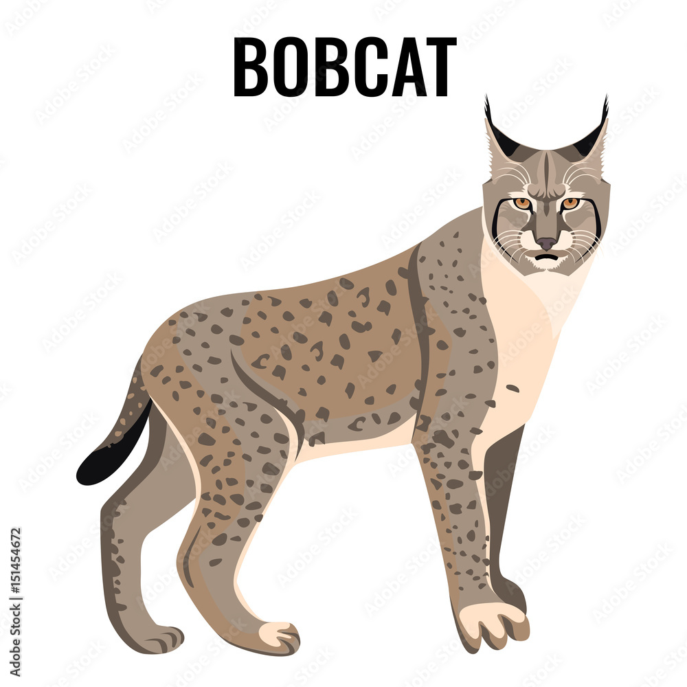 Full length spotted bobcat vector illustration isolated. Wildlife ...
