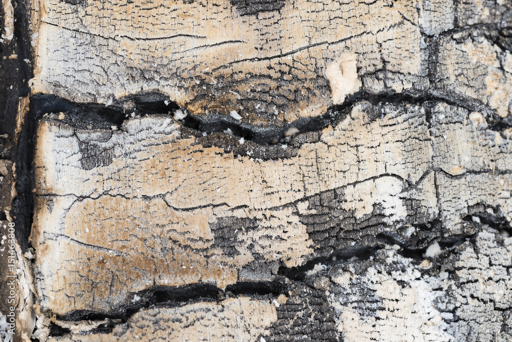 Scorched wood texture wall mural wallpaper | Muraledesign.com