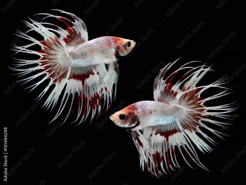 Beautiful Crowntail Betta Fish