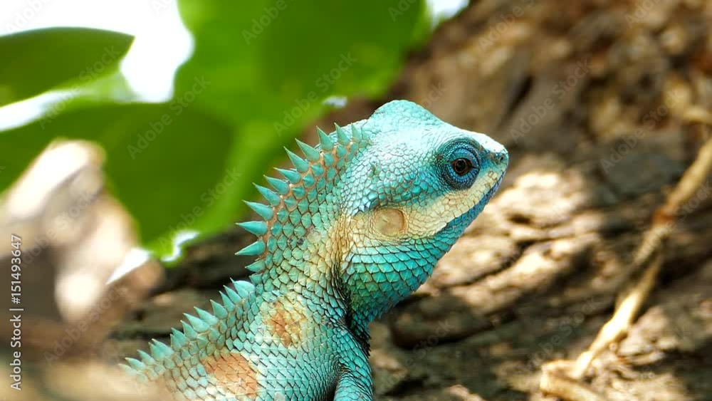 Lizard (Blue-crested Lizard) on the tree in tropical rain forest. Stock ...