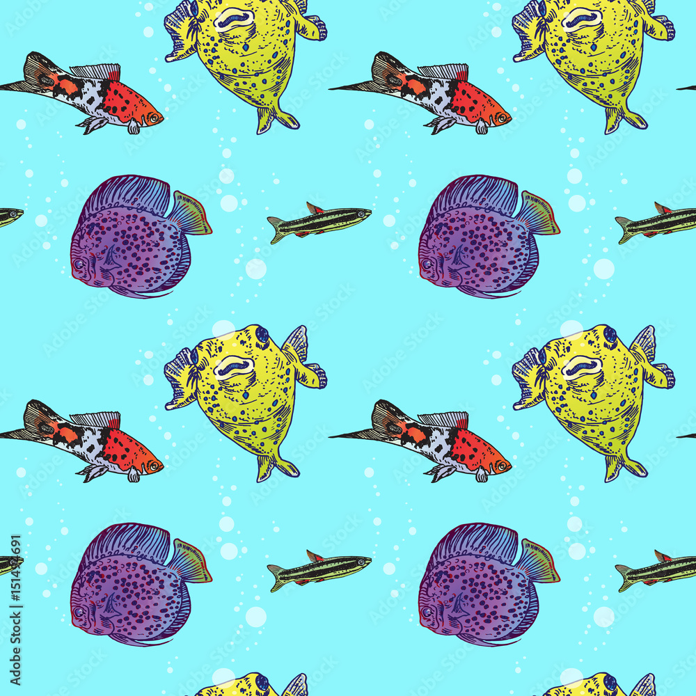 Dwarf pencilfish (Nannostomus marginatus), "Showa" Swordtail ...