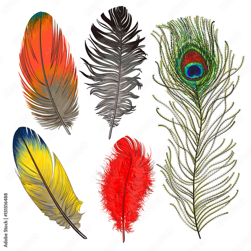 Feather Bird Sketch
