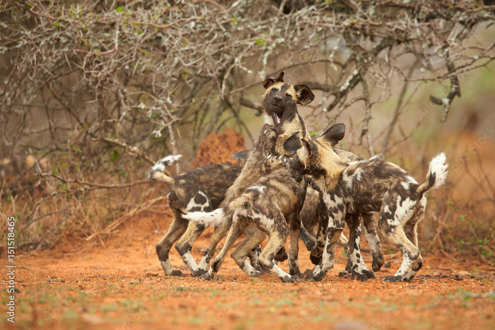 Pack of African Wild Dog Lycaon pictus puppies fighting together under ...