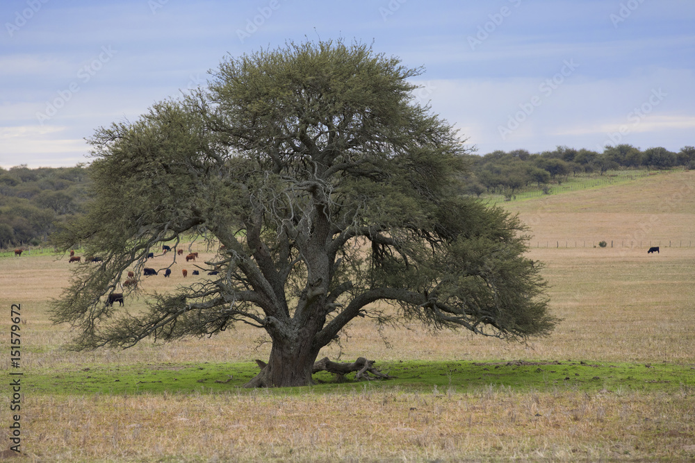 Calden, árbol autoctono de Argentina presentes en los bosques pampeanos ...