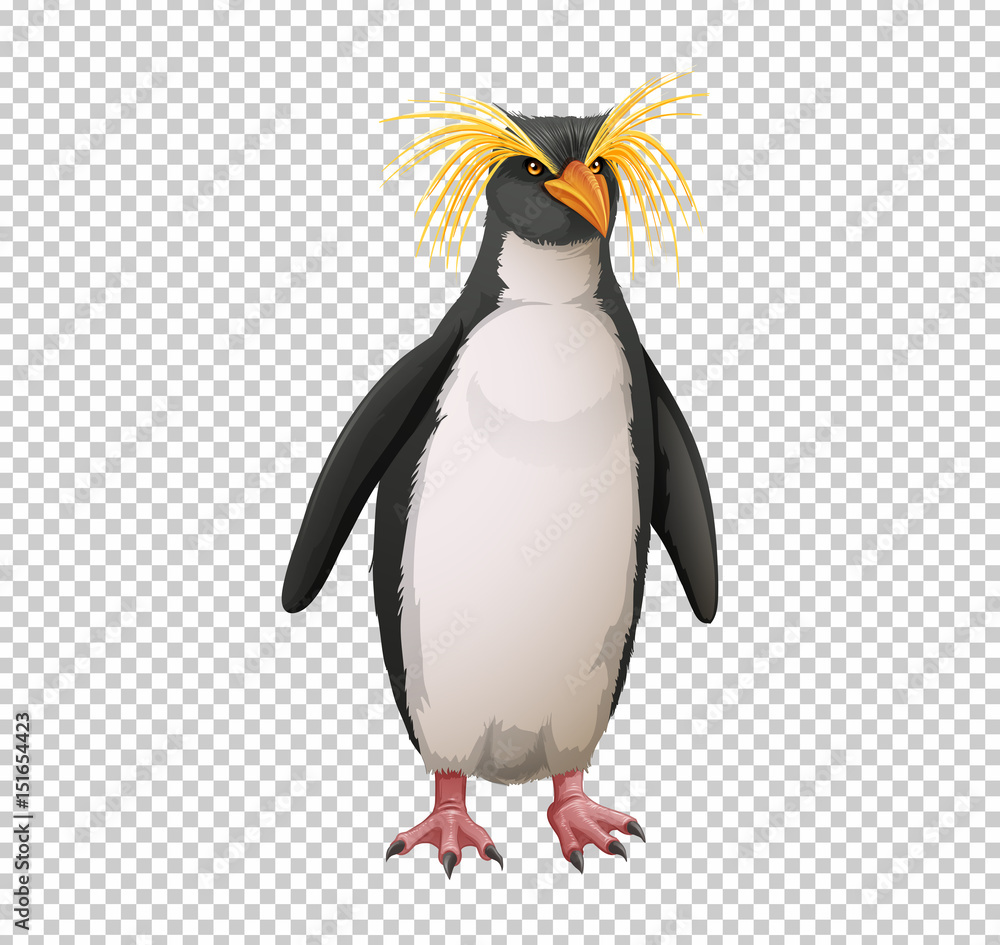 Macaroni penguin on transparent background Stock Vector | Adobe Stock