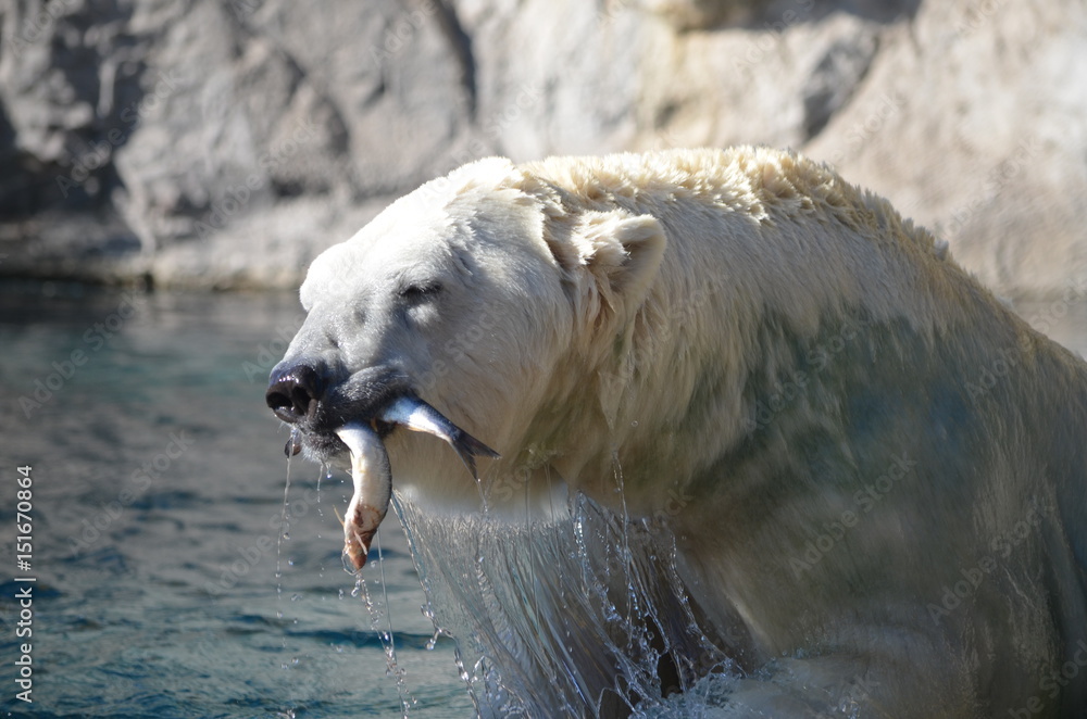 Polar Bear fish in mouth Stock Photo | Adobe Stock