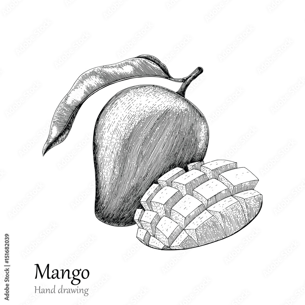 Mango hand drawing engraving style.Hand drawing black and white line by ...