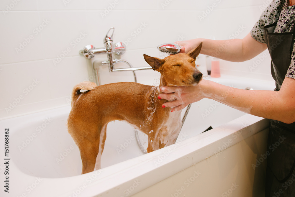 Washing the dog in the front of the haircut professional hairdresser ...
