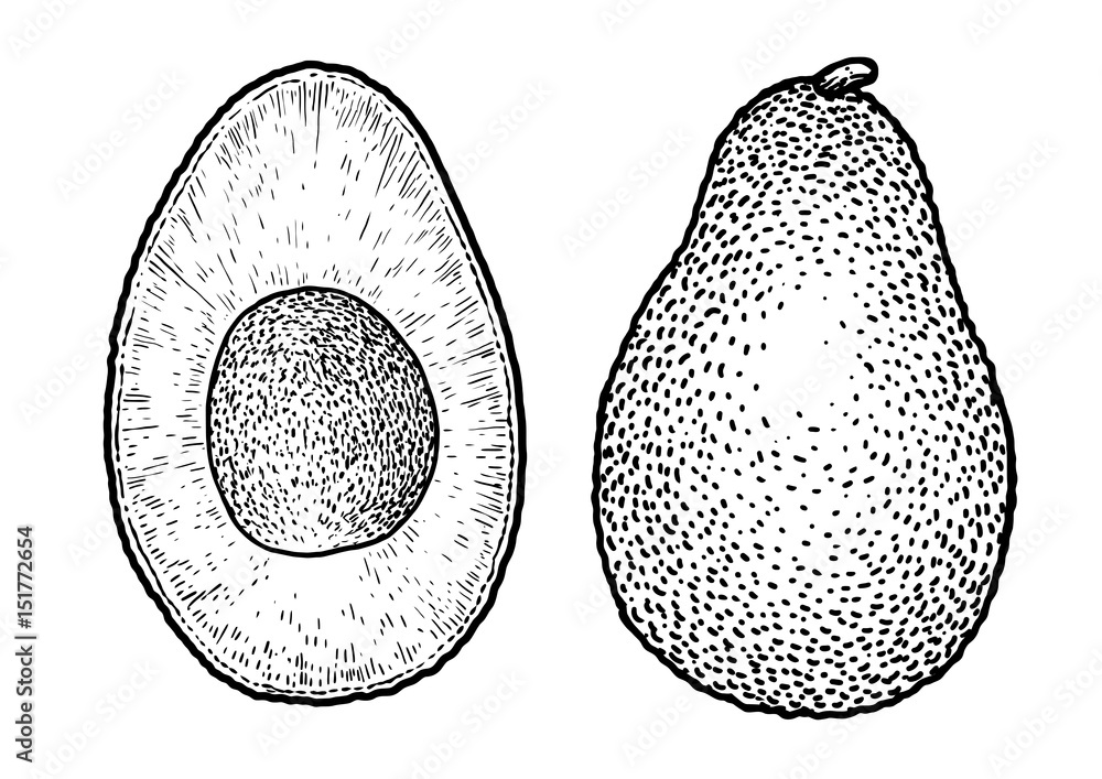Avocado illustration, drawing, engraving, ink, line art, vector Stock ...
