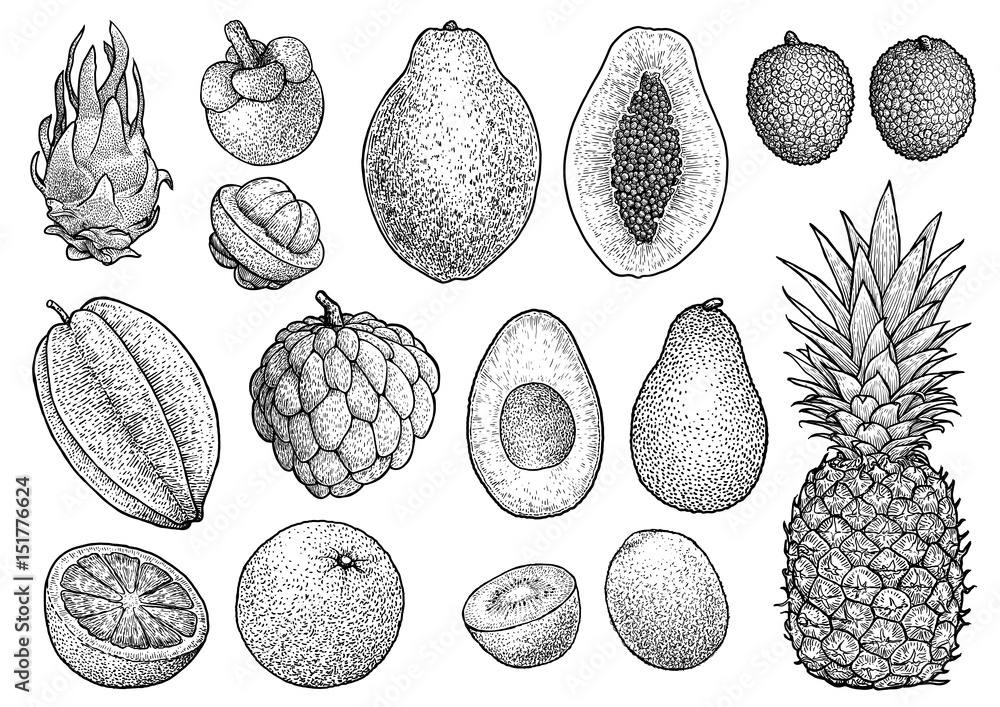 Exotic fruit cllection illustration, drawing, engraving, ink, line art ...
