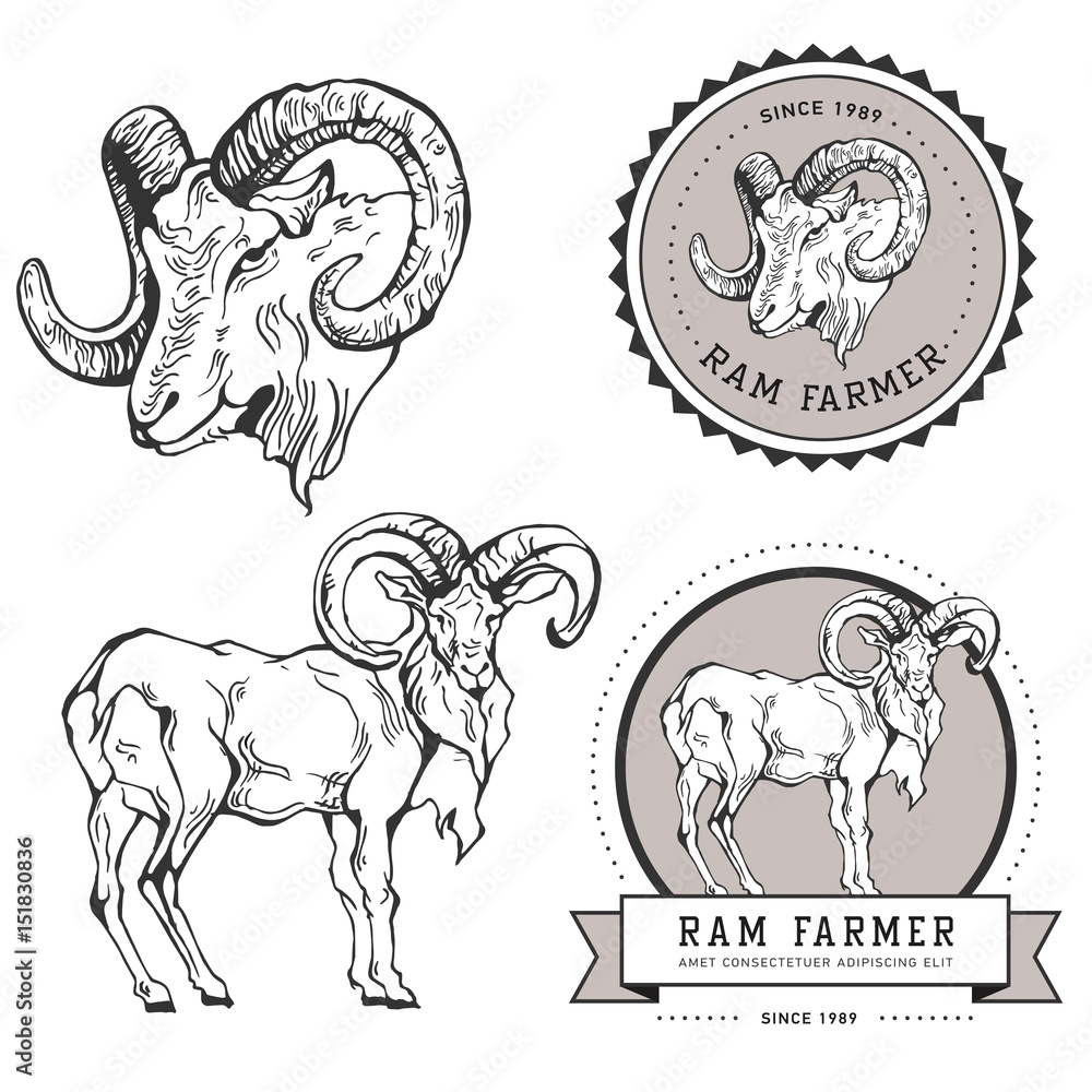 Vintage hand draw ram label. Stock Vector | Adobe Stock