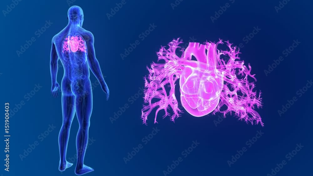 Heart zoom with organs and circulatory system Stock Video | Adobe Stock