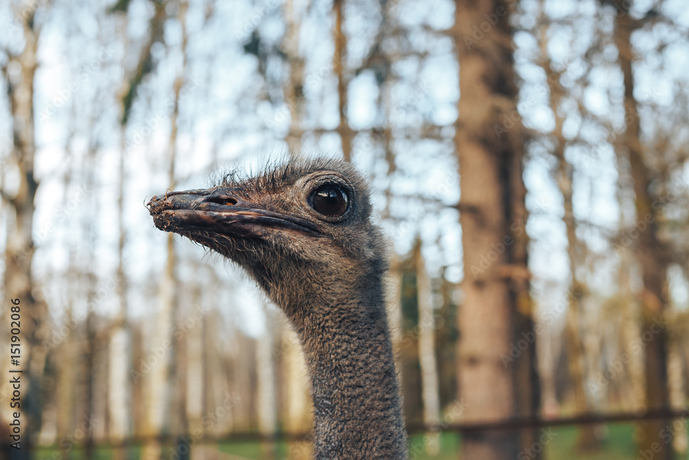 ostrich bird head and neck front portrait in the park, ostrich bird ...