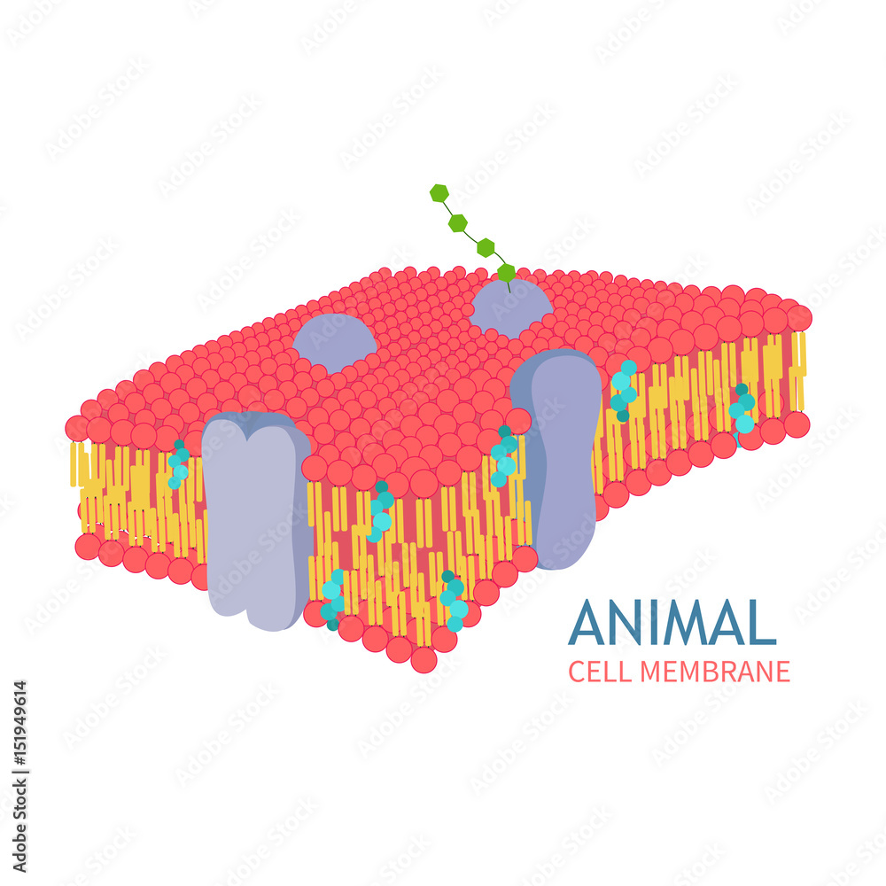 Animal Cell Anatomy Stock Vector | Adobe Stock