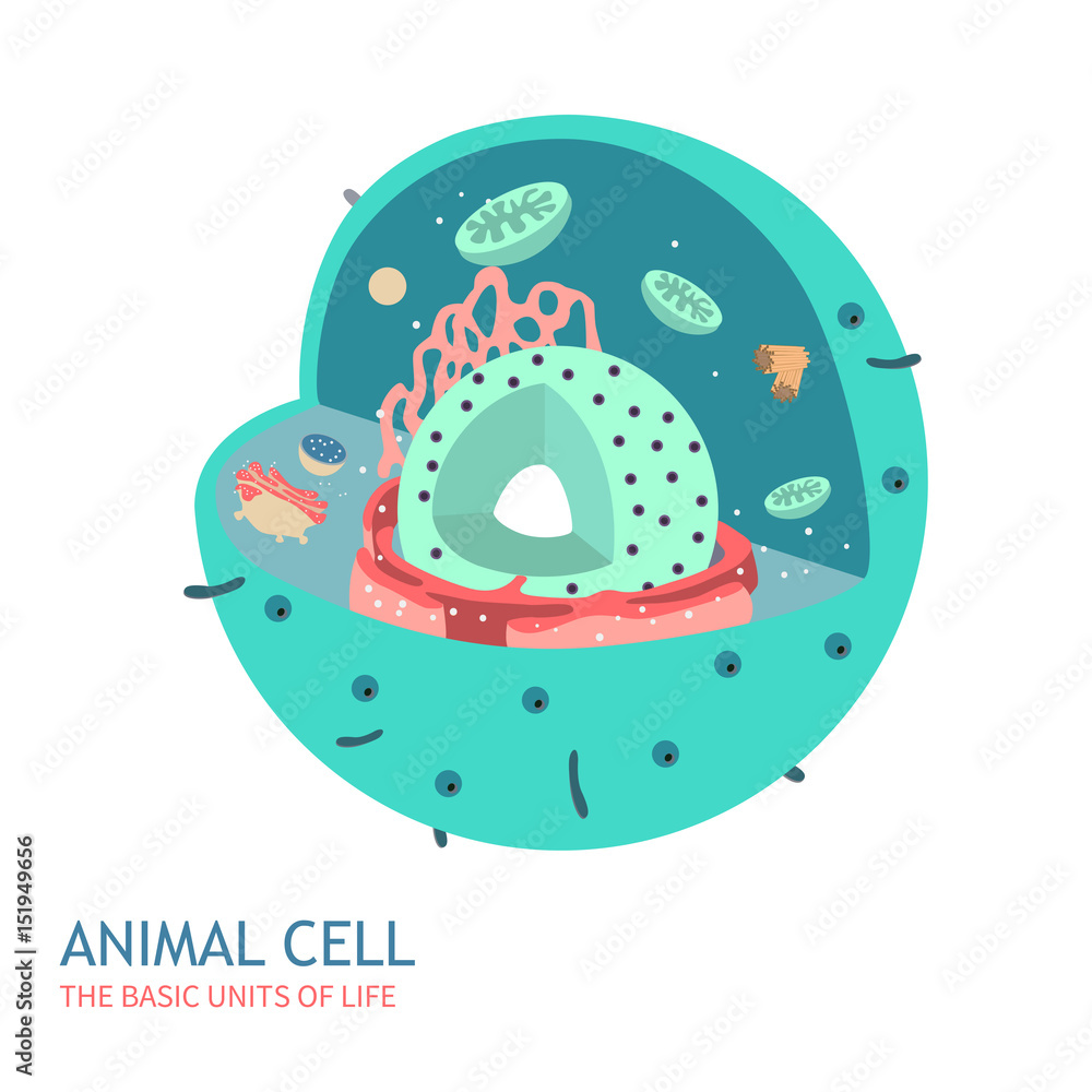 Animal Cell Anatomy Stock Vector | Adobe Stock