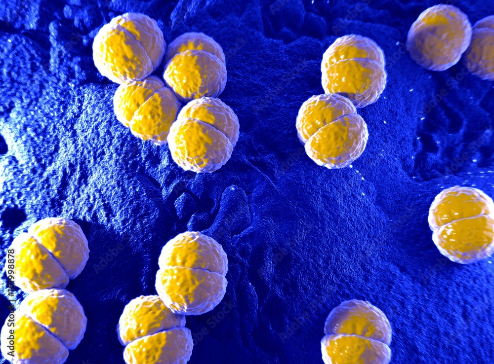 Neisseria meningitidis or meningococcus bacterium. Can cause meningitis ...