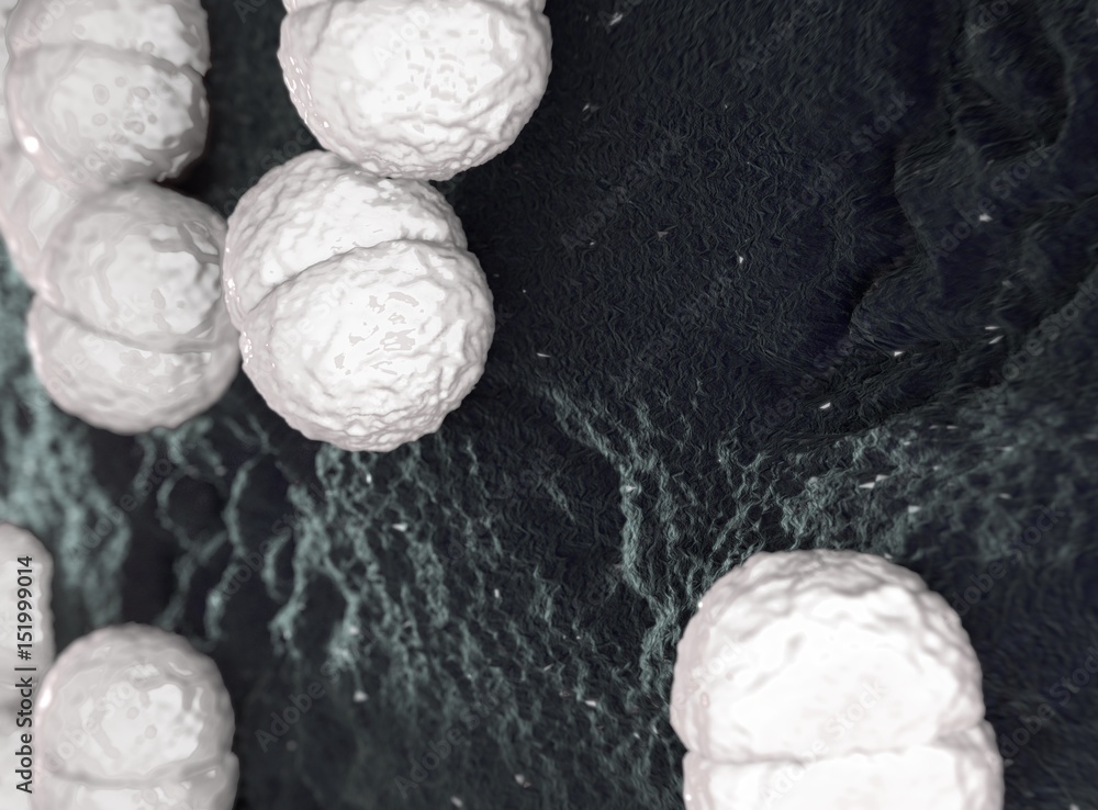 Neisseria meningitidis or meningococcus bacterium. Can cause meningitis ...