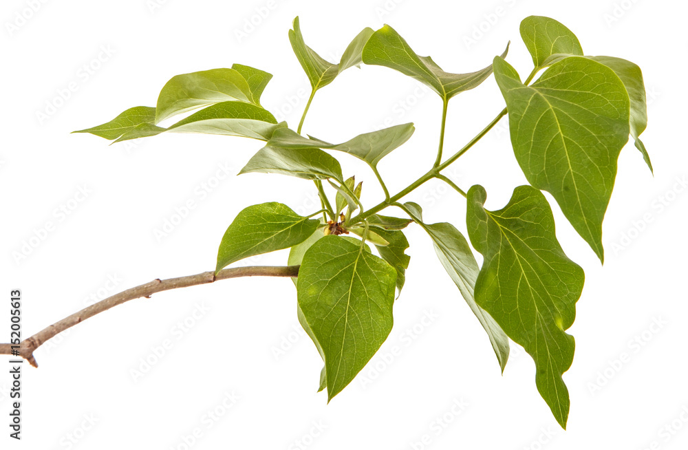 Lilac Leaves