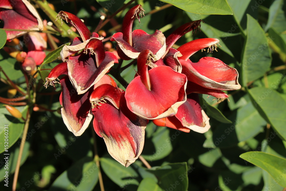 Red "Cockspur Coral Tree" flower (or Fireman's Cap Tree, Brazilian ...