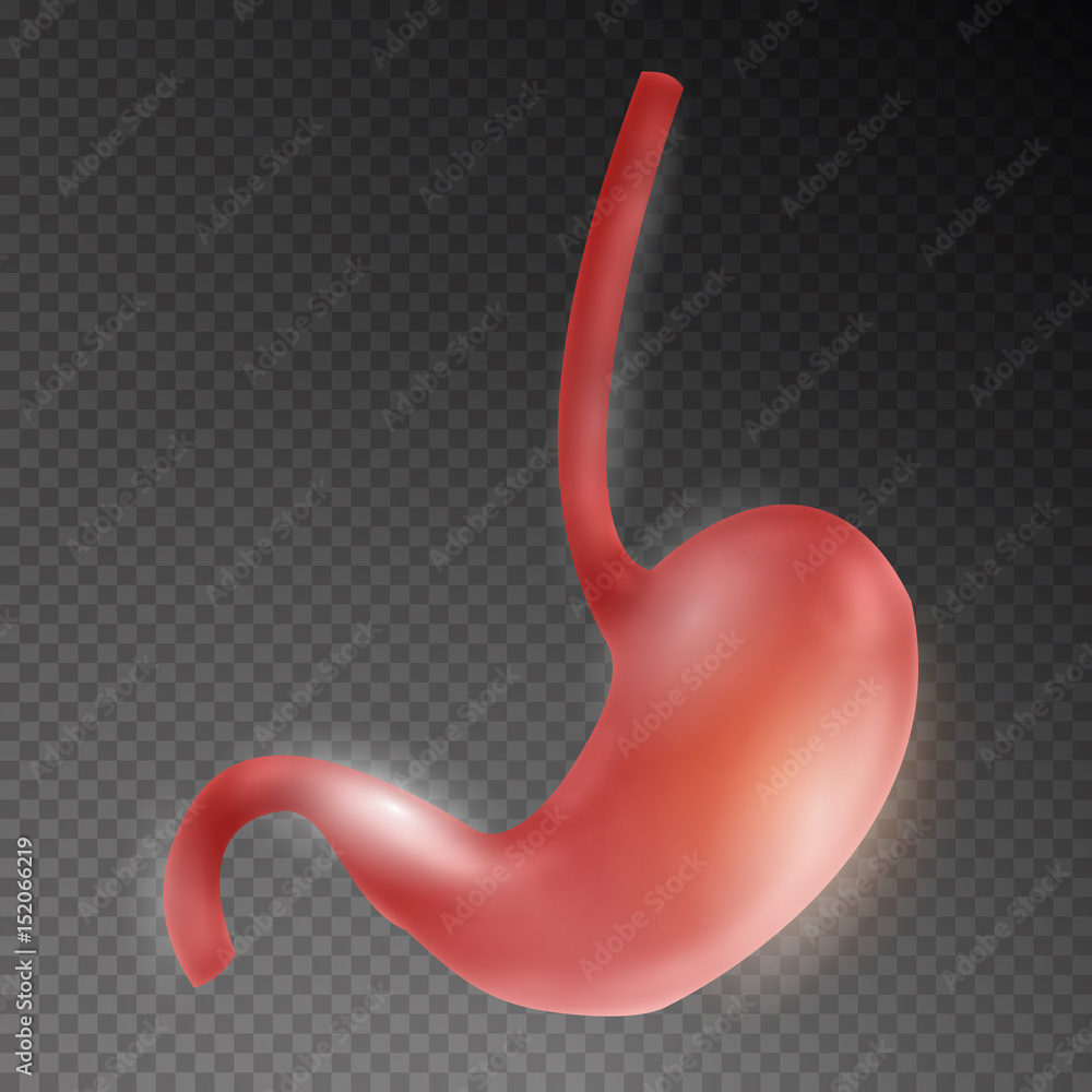 Realistic human stomach on transparent background. Vector illustration ...