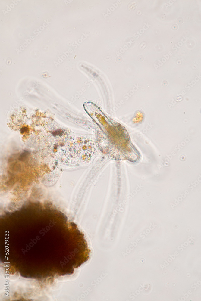 Amoebae move and feed by using pseudopods, which are bulges of ...