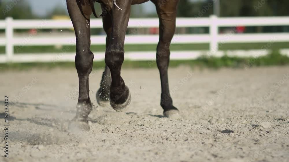 SLOW MOTION, CLOSE UP, DOF: Detail of horse legs working trot in big ...