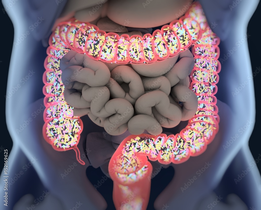 Gut bacteria, microbiome. Bacteria inside the large intestine, concept ...