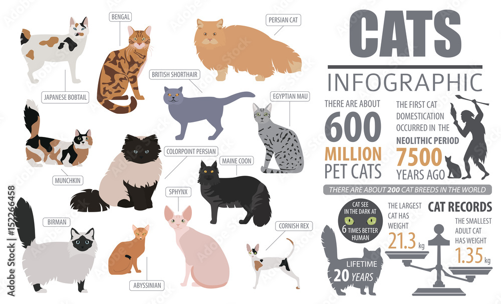Cat breeds infographic template, icon isolated on white Stock Vector ...