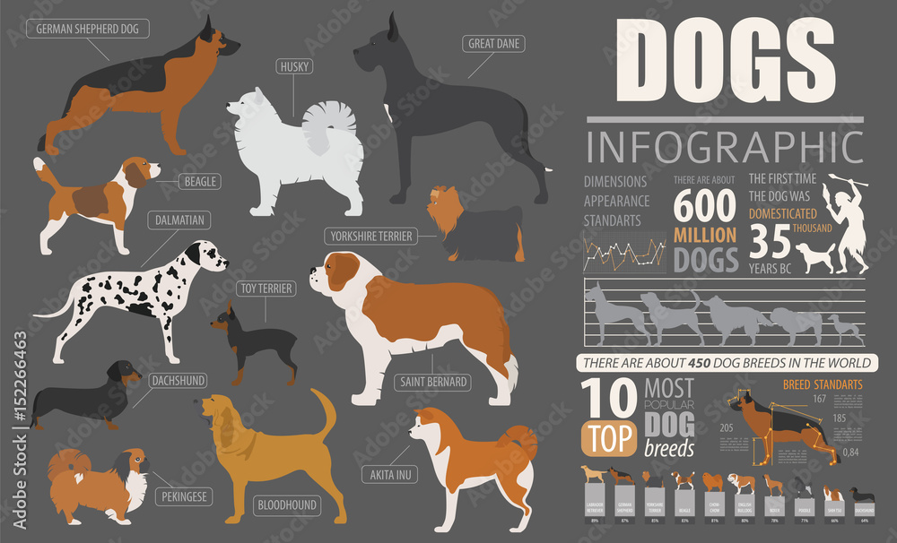 Dog info graphic template. Puppy breeds, pet isolated on white Stock ...