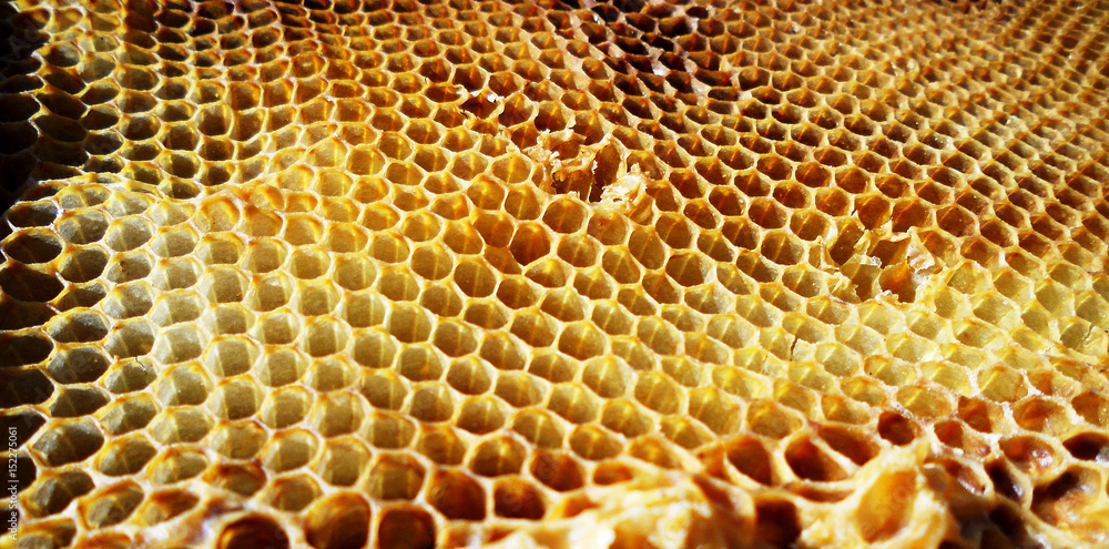 The photo shows beehive honey nectar hive swarm bees honeycomb wax ...