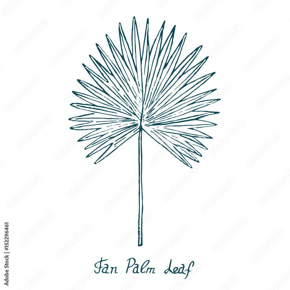 Fan Palm Leaf (Arecaceae), hand drawn doodle, sketch in pop art style ...