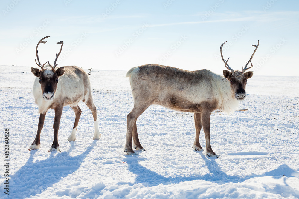 Reindeer in winter tundra Stock Photo | Adobe Stock